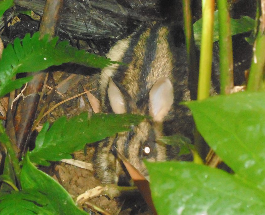 BLOG – The Saola Working Group