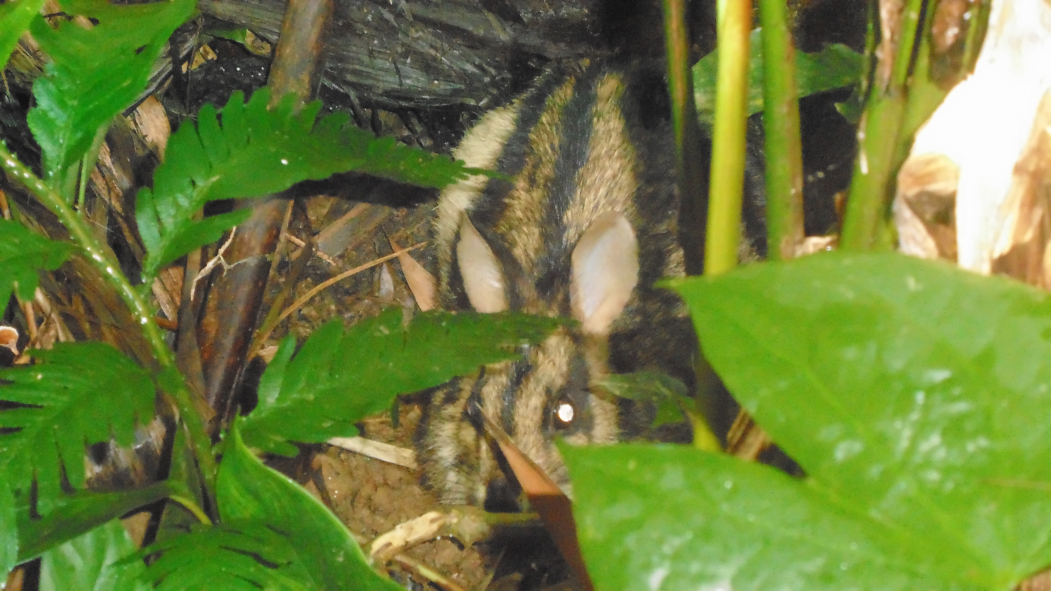 Sumatran Striped Rabbit