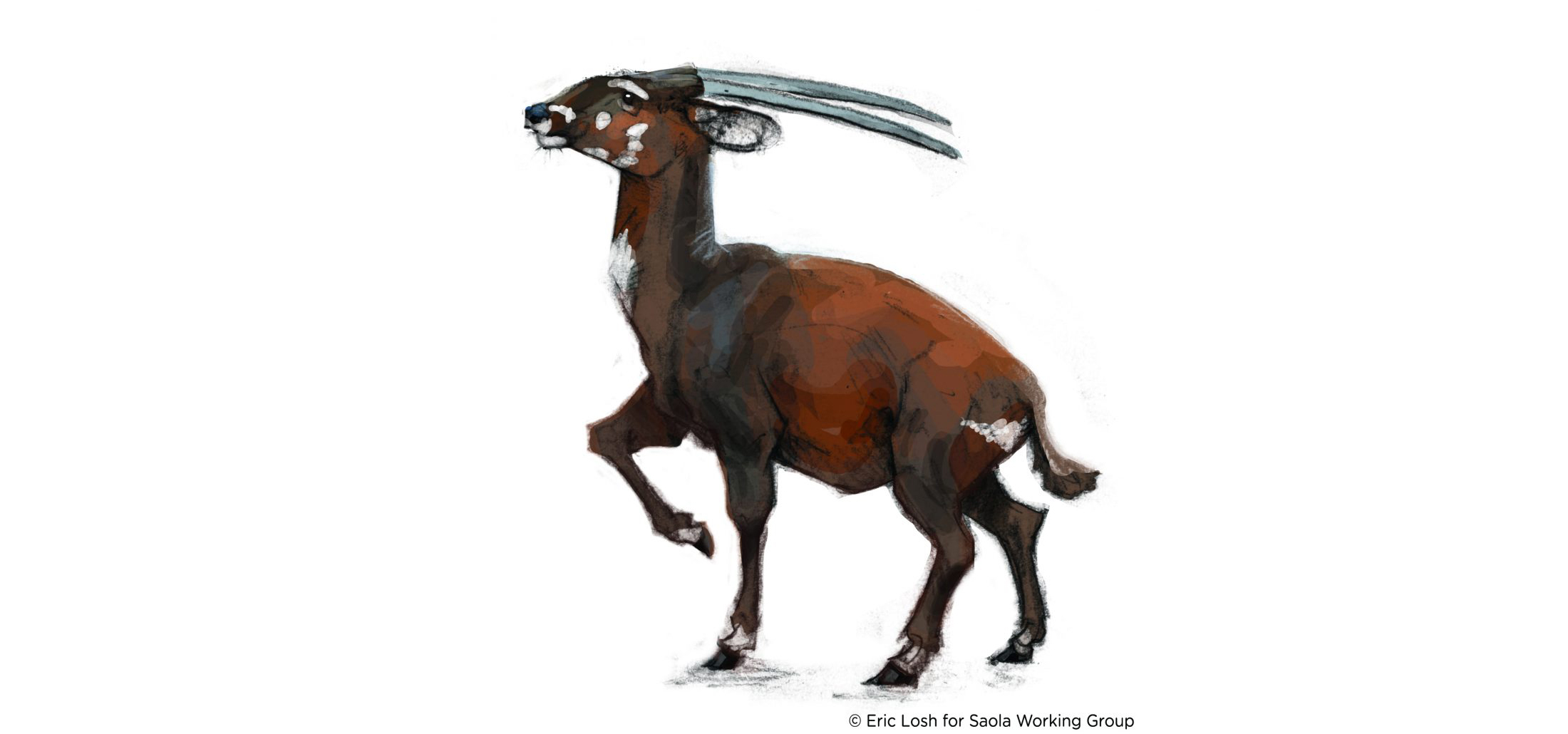 Saola Drawing